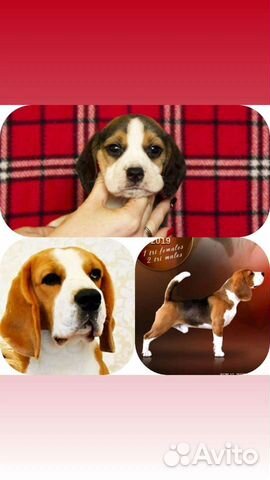 Бигль щенки с достойной родословной РКФ