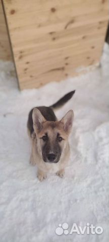 Щенок вео(метис) в добрые руки