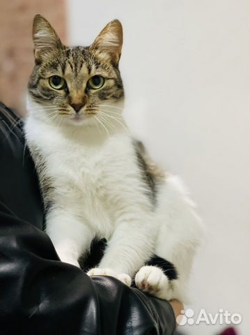 Очень ласковая кошка