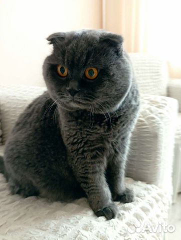 Шикарный кот