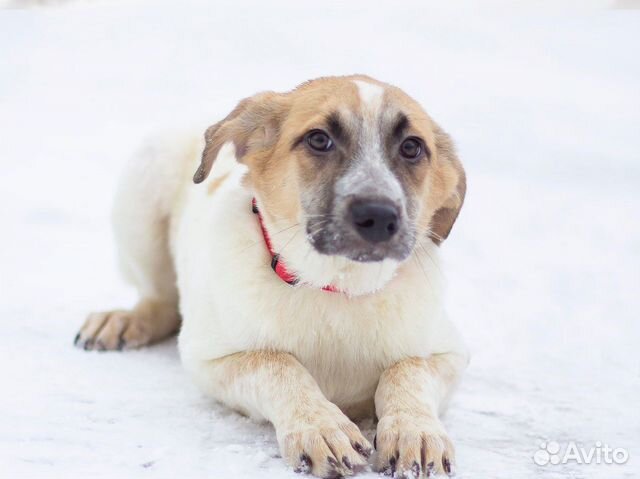 Малышка Асти хочет домой