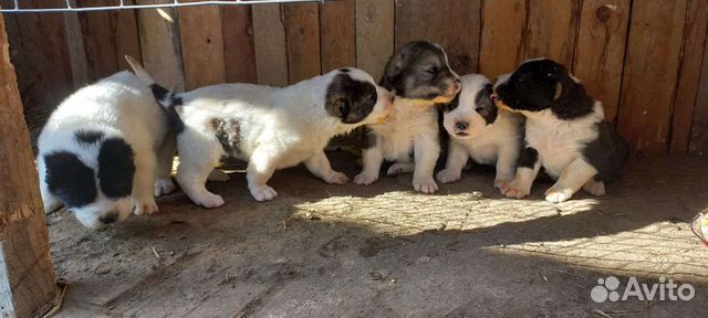 Щенки Кавказкой овчарки