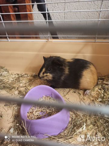 Отдам в добрые руки