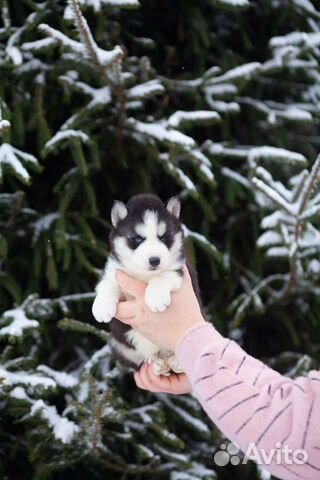 Хаски