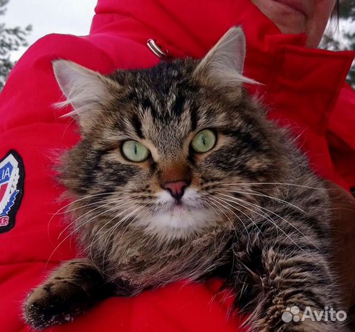 Сибирский кот в дар