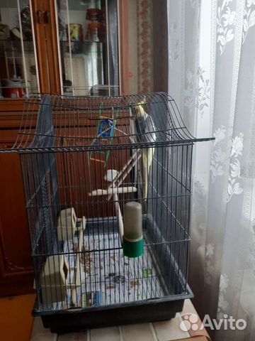 Попугай карелла