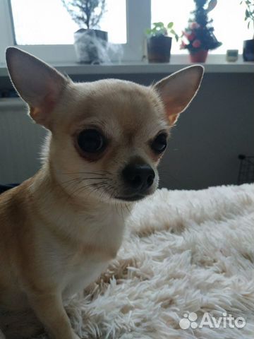 Вязка чихуахуа