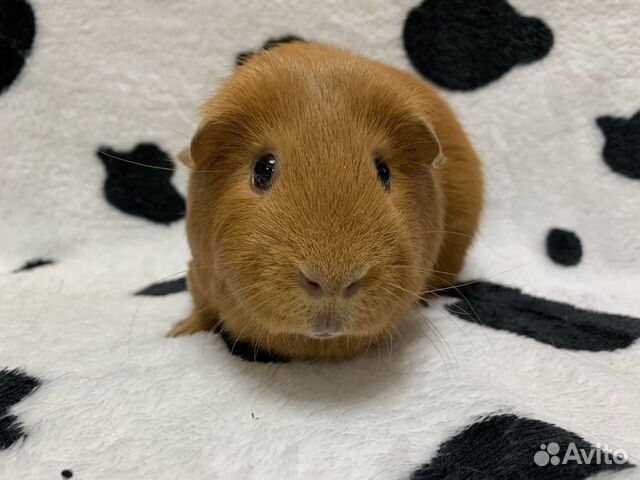 Морская свинка селф шикарный парень