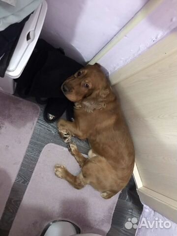 Вязка коккер спаниеля