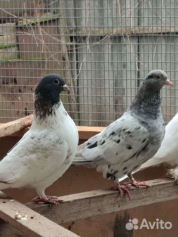 Голуби