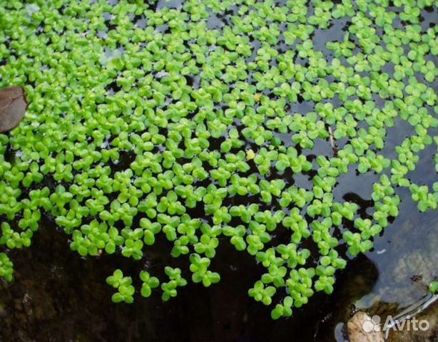 Ряска аквариумная