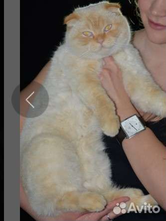 Шотланская вислоухая кошка