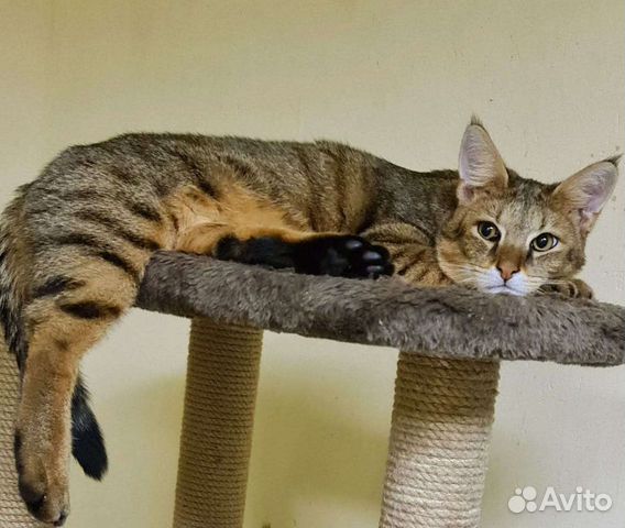Кошка чаузиф1