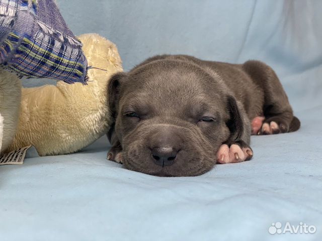 Шикарный голубой Мальчик ам булли