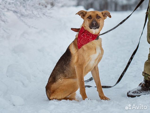 Боб ищет хозяина