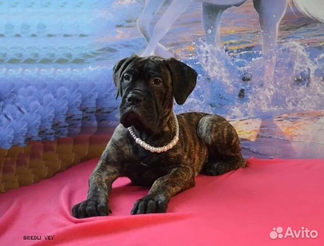 Девочка Бульмастифа 3,5 месяца