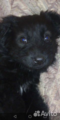 Пушистик мальчик