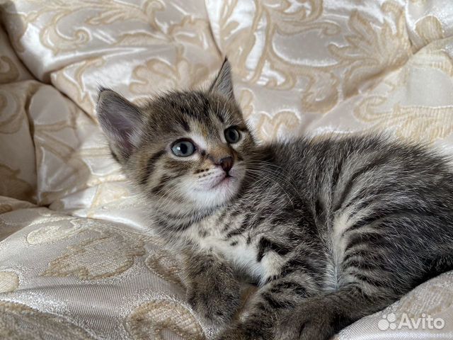 Отдам котенка от домашней кошки