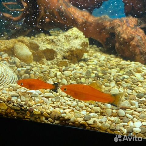 Меченосцы микс 4 шт