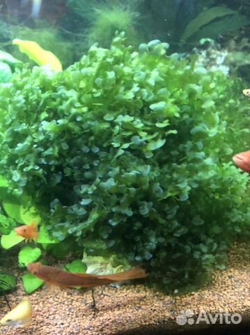 Аквариумное растение ломариопсис