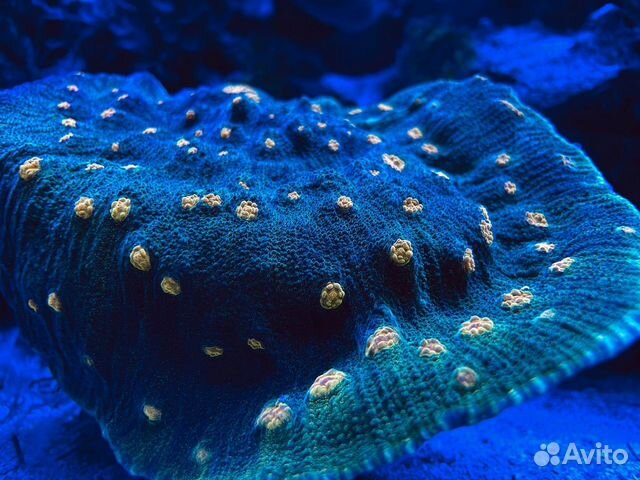 Живые кораллы для морского аквариума