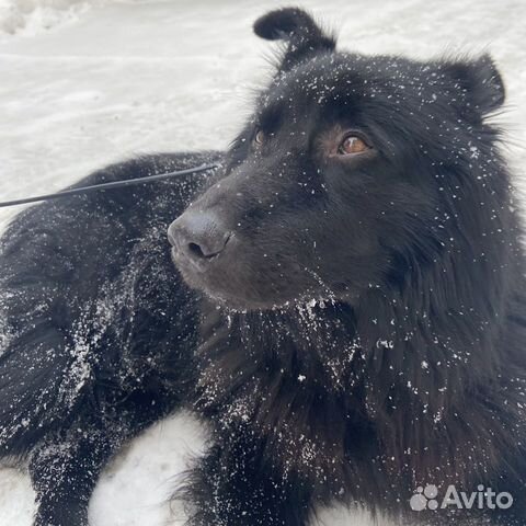 Найдена большая чёрная собака, кобель