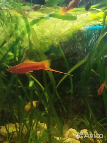 Меченосцы, валлиснерия