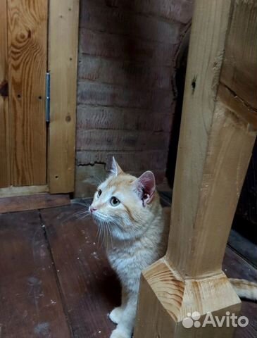 Котята в добрые руки даром, очень милые
