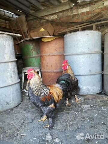 Продаю петухов