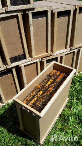 Пчелопакеты