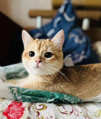 Британские котята