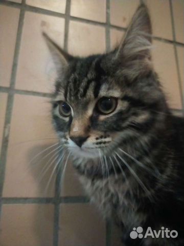 Кошка в дар