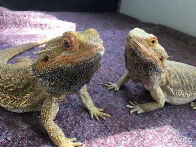 Бородатые агамы