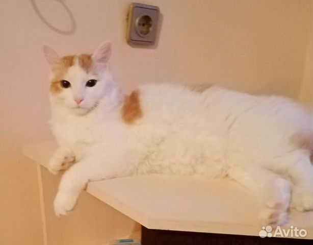 Левушка нежный и пушистый котик