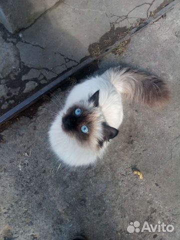 Очаровательная кошечка