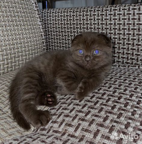 Шотландская