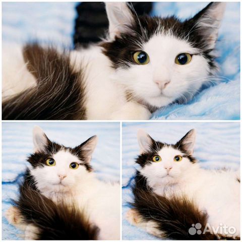 Пушистый Черно-белый котёнок в добрые руки