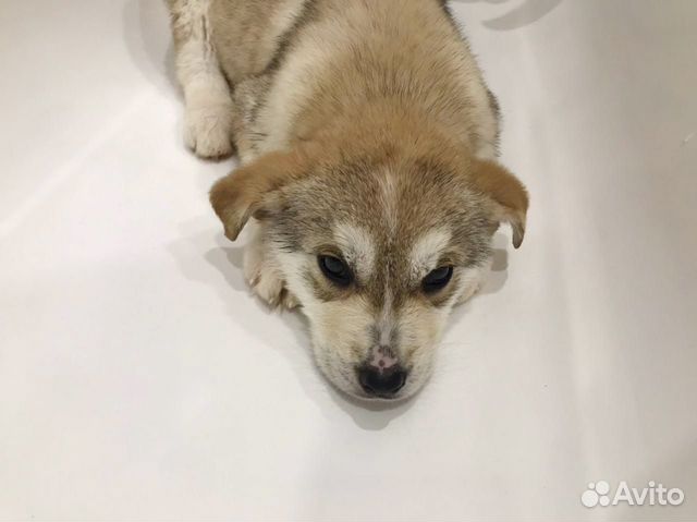 Щенок-девочка в поисках дома или Передержки