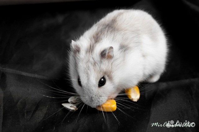 Джунгарский хомяк