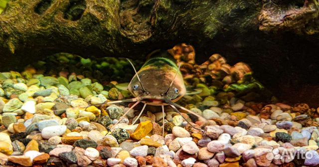 Сомы обмен/продажа