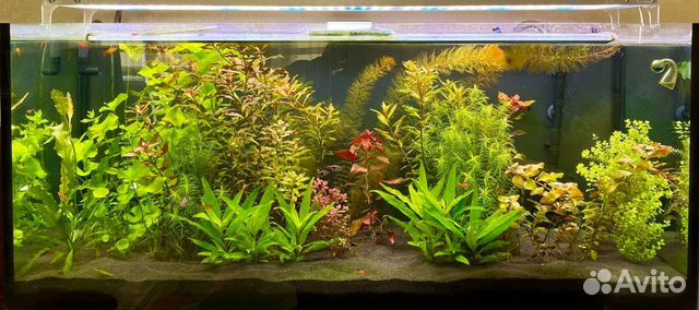 Аквариум с тумбой и всем оборудованием