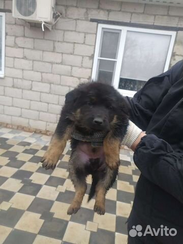 Немецкие ценки