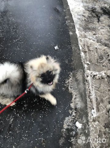Кеесхонд вольфшпиц