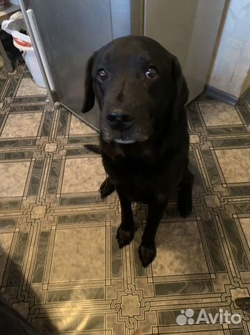 Случка лабрадора