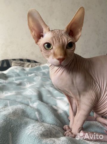 Отдам канадского сфинкса в добрые руки