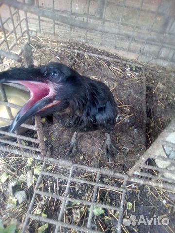 Черный ворон