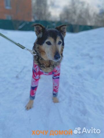 Кто это тут у нас Это чудо собачка которая ищет до