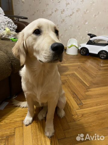 Золотистый ретривер