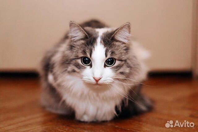 Алиса ищет дом