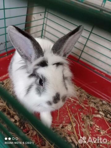 Декоративные кролики